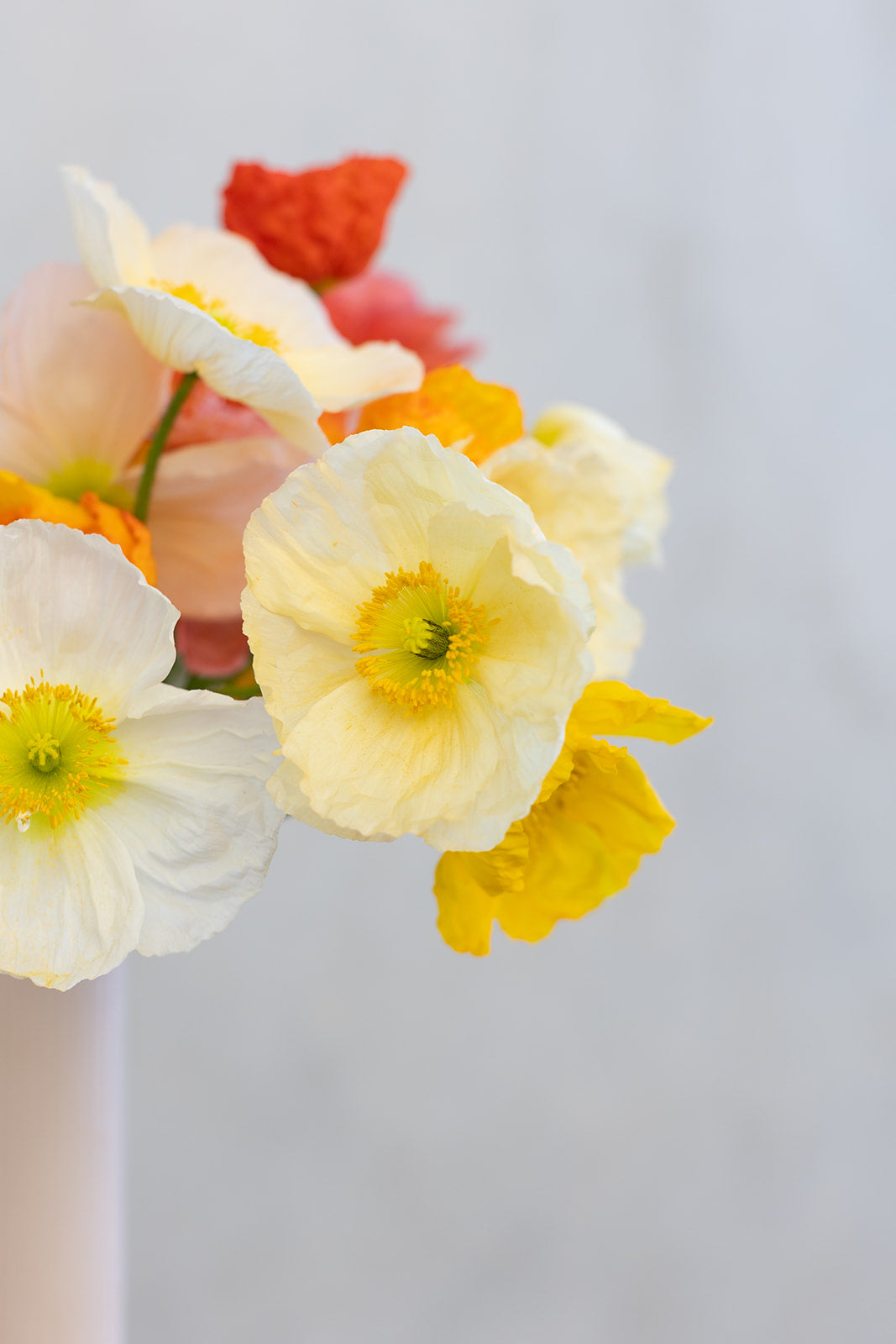 Flower_Subscription.jpg?v=1720842033