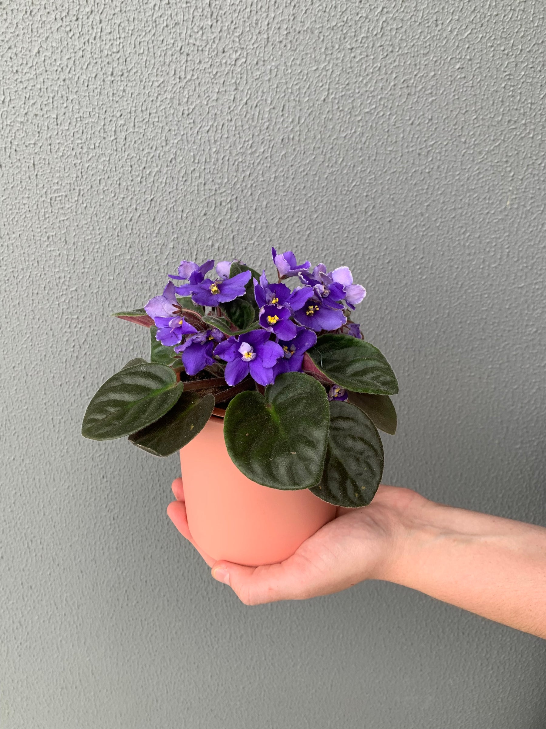 Plants– Eden Flower Studio Australia